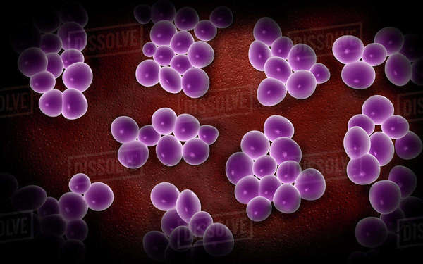 Microscopic view of staphylococcus. - Royalty-free Stock Photo | Dissolve