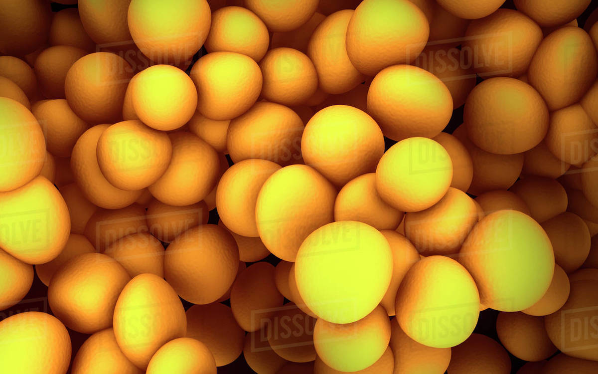 Microscopic view of staphylococcus. - Royalty-free Stock Photo | Dissolve
