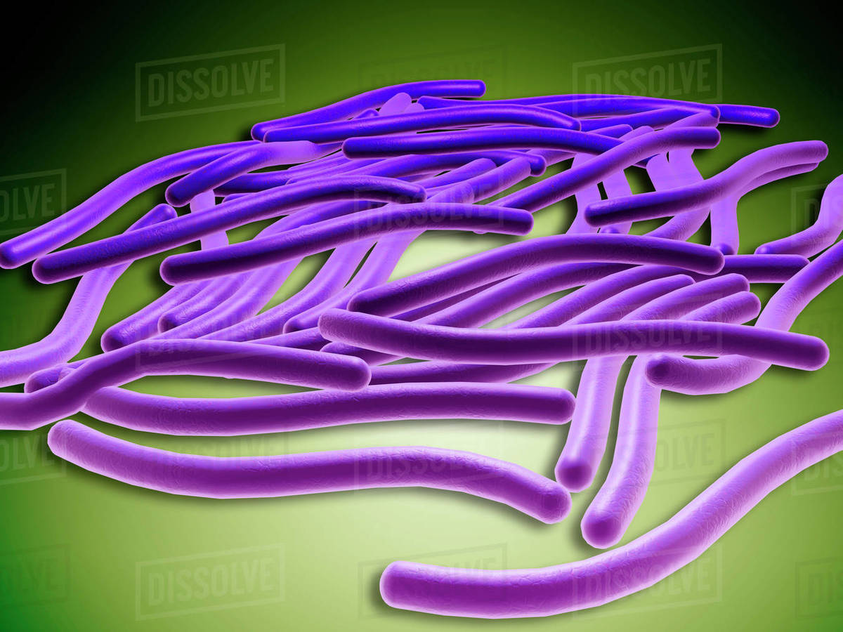 Microscopic view of Legionella pneumophila. Legionella pneumophila is a ...