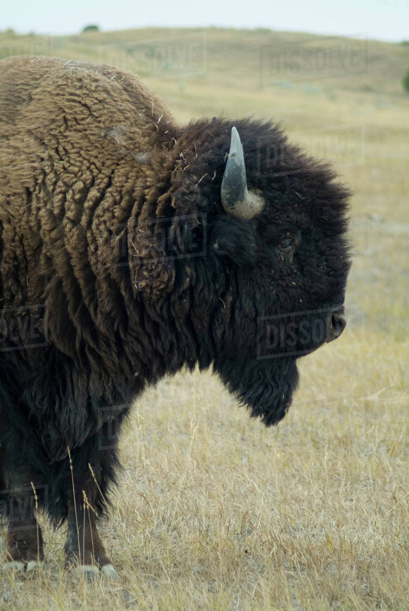 A buffalo - Royalty-free Stock Photo | Dissolve