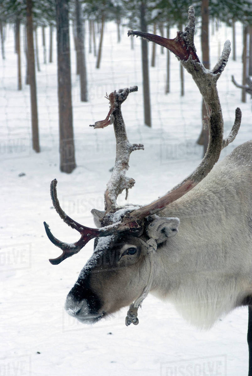 A reindeer in the snow - Royalty-free Stock Photo | Dissolve