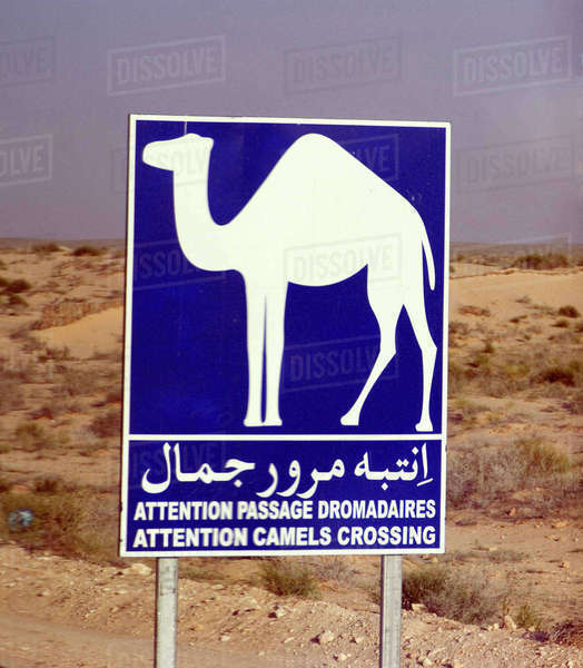 Camel crossing sign - Royalty-free Stock Photo | Dissolve