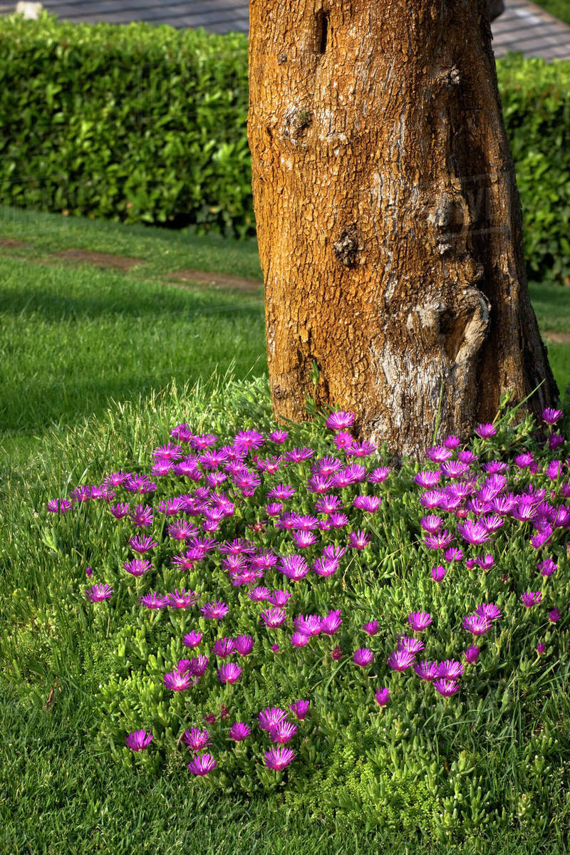 Pink flowers around a tree - Royalty-free Stock Photo | Dissolve