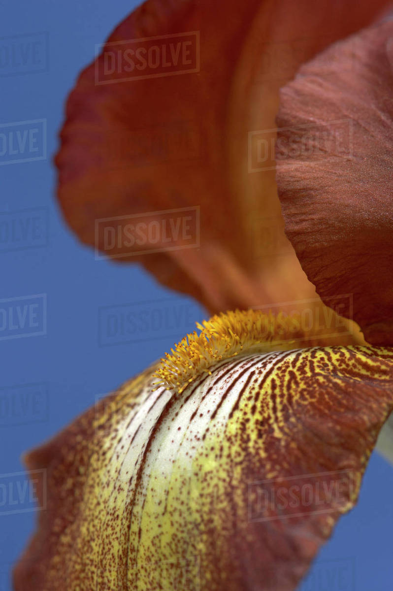 Close up of an iris - Royalty-free Stock Photo | Dissolve
