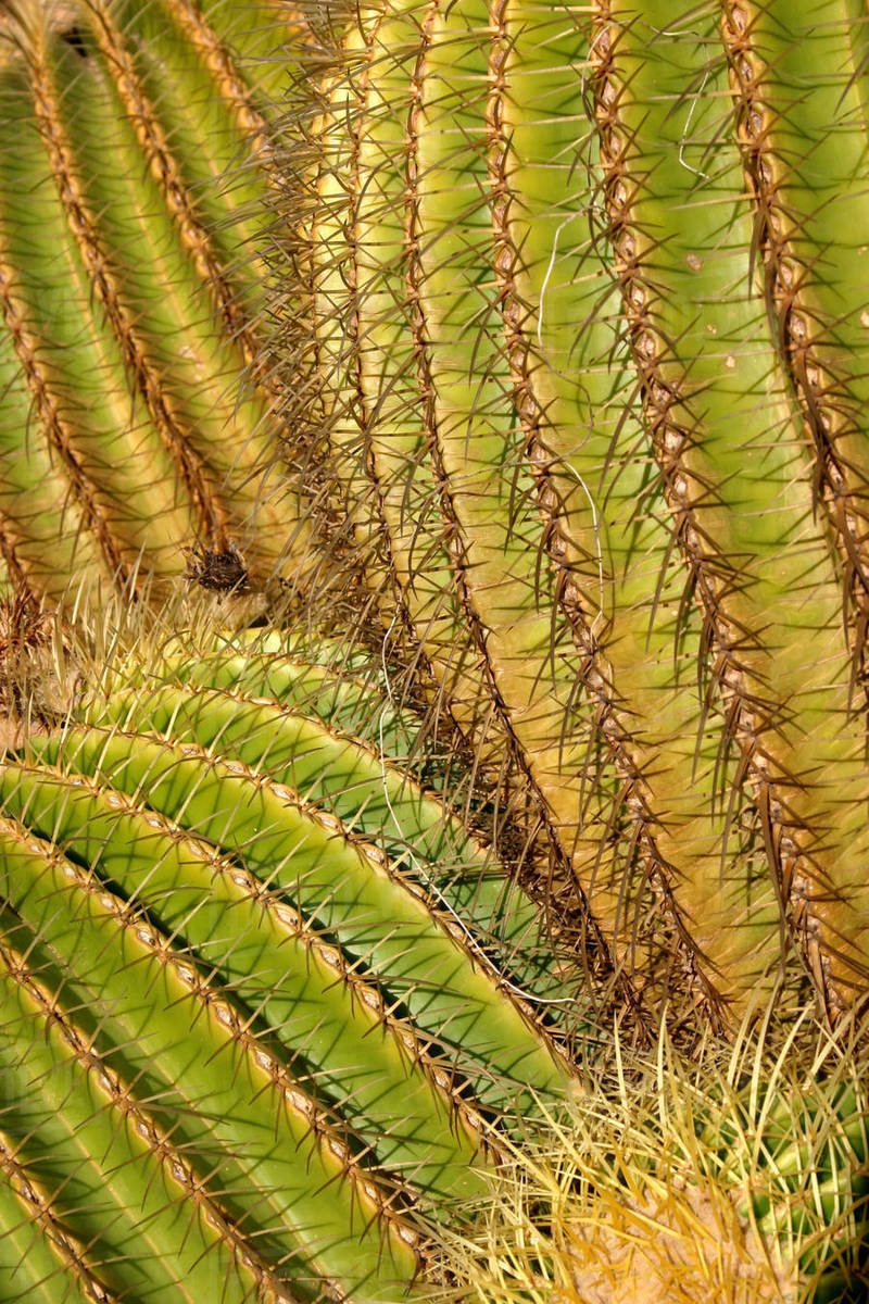 Close up of Cacti. - Royalty-free Stock Photo | Dissolve