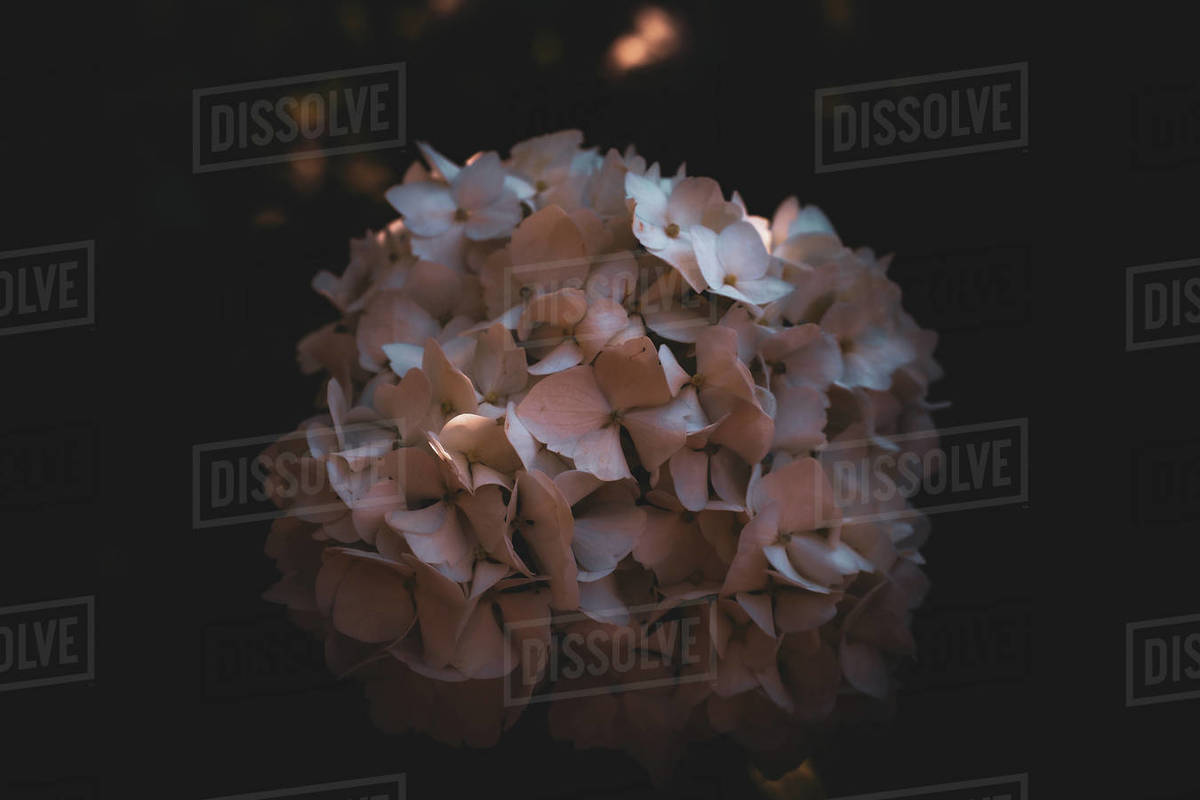 Pure White Hydrangea - Stock Photo - Dissolve