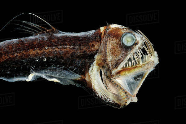 Deepsea Viperfish (Chauliodus sloani) specimen from the North Atlantic ...