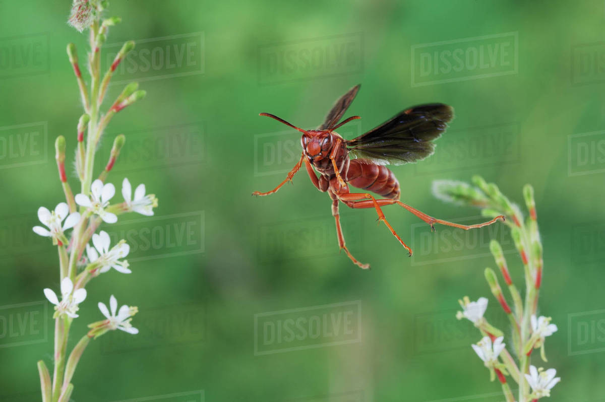 Red paper wasp (Polistes carolina) adult in flight, Dinero, Lake Corpus ...