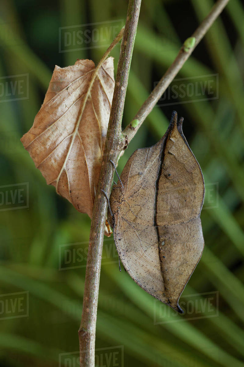 Indian Leaf Butterfly (Kalima paralekta) showing near-perfect leaf ...