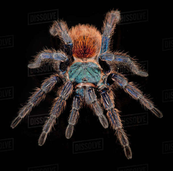 Green bottle blue Tarantula, (Chromatopelma cyaneopubescens) captive ...