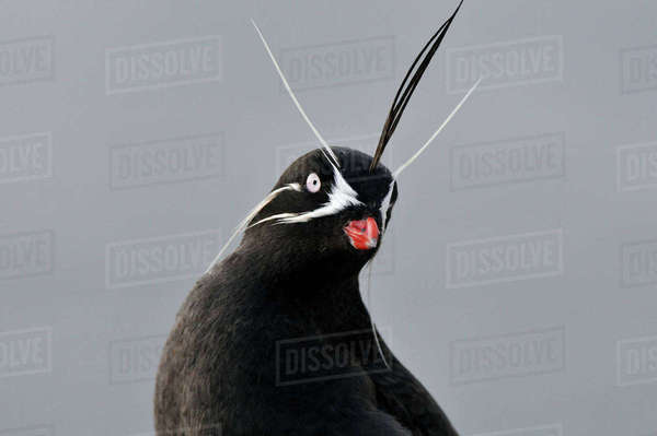 Whiskered auklet (Aethia pygmaea) portrait, Iony Island / Jonas' Island ...