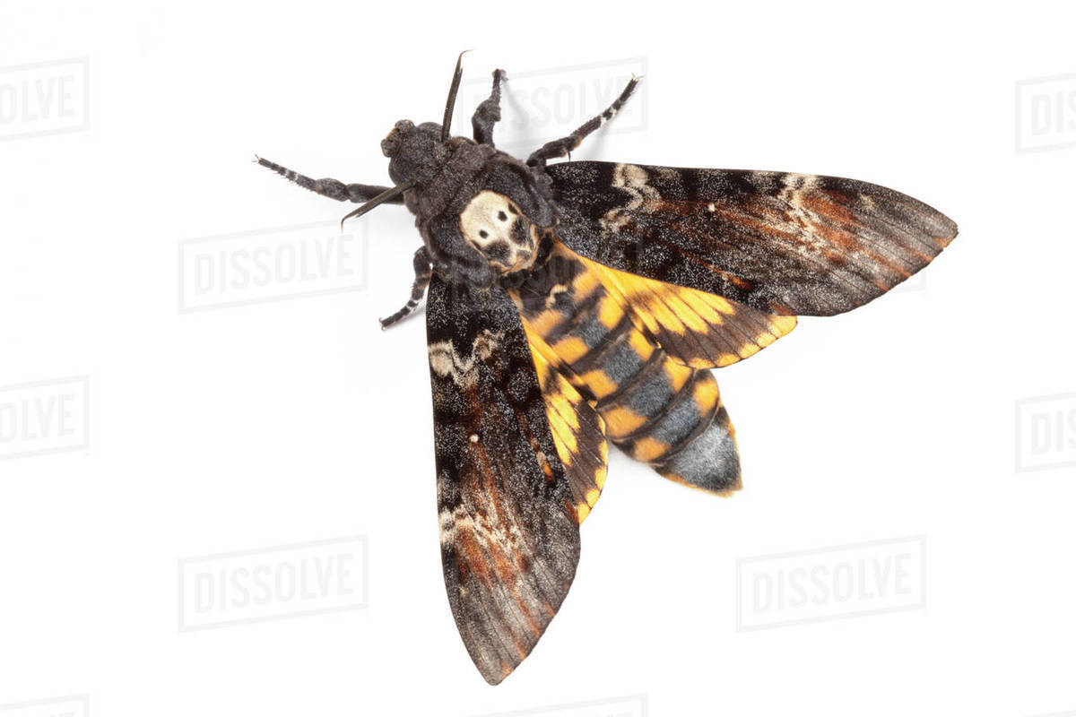 Death's Head Hawkmoth (Acherontia atropos) against white background ...