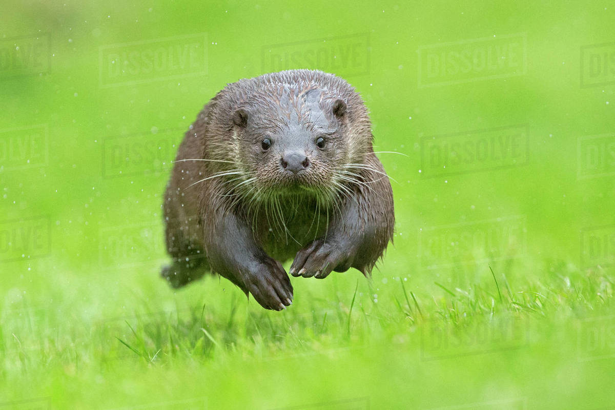 European otter (Lutra lutra) running, UK, taken in controlled ...