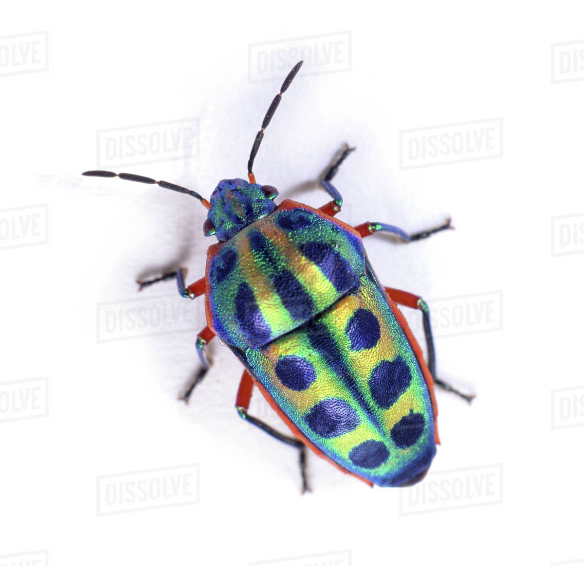 Rainbow Shield Bug