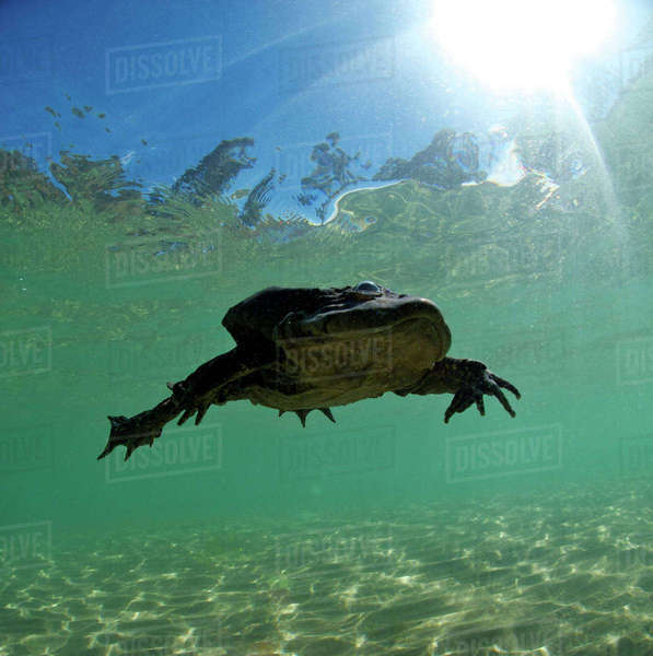 Titicaca water frog (Telmatobius culeus) swimming underwater, Lake ...