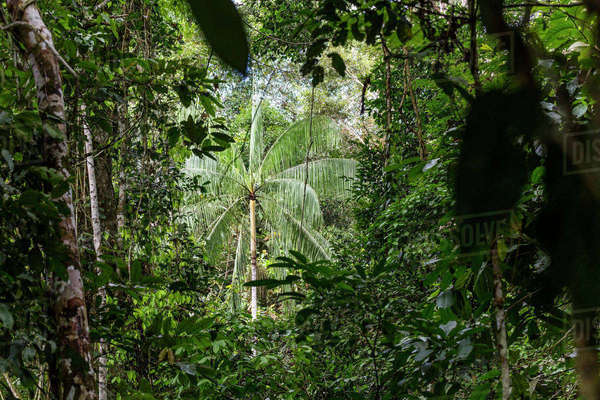 Lupuna tree (Chorisia insignis) Panguana Reserve, Huanuca province ...