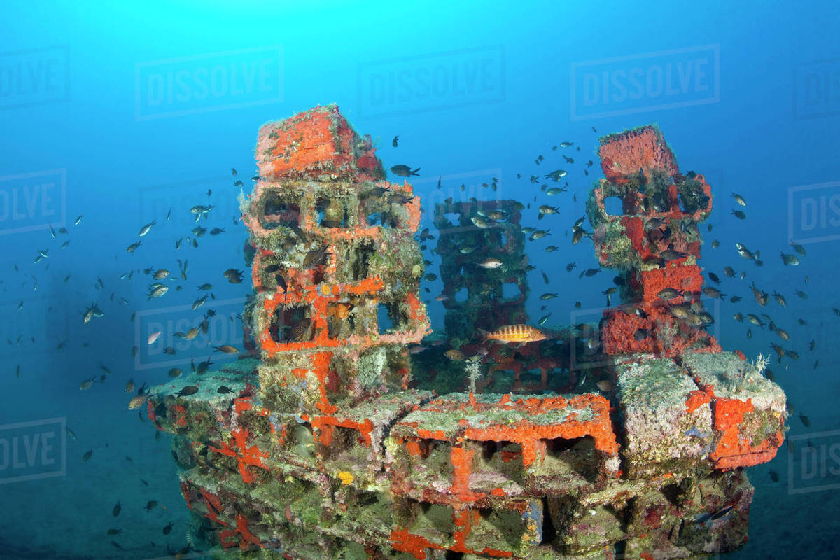 Artificial reef surrounded by Blue damselfish (Chromis chromis) and ...