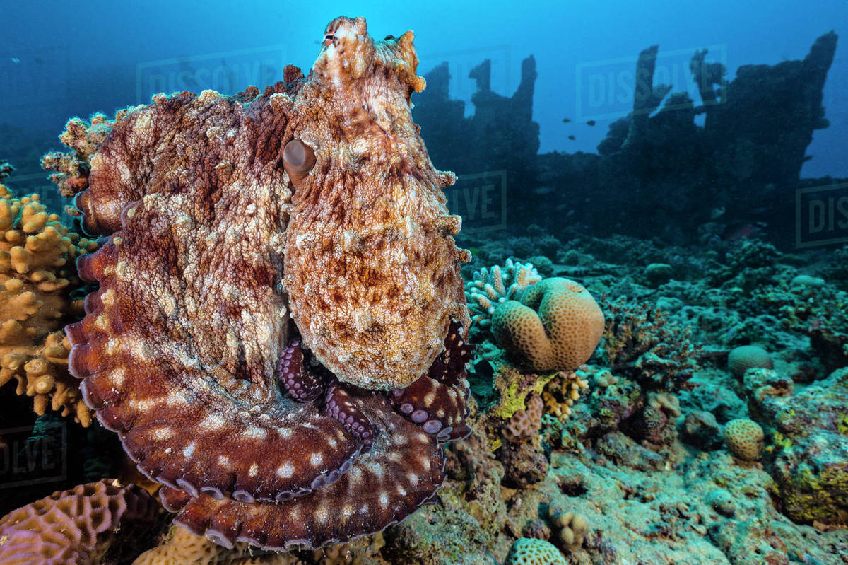 Coral Reef Octopus