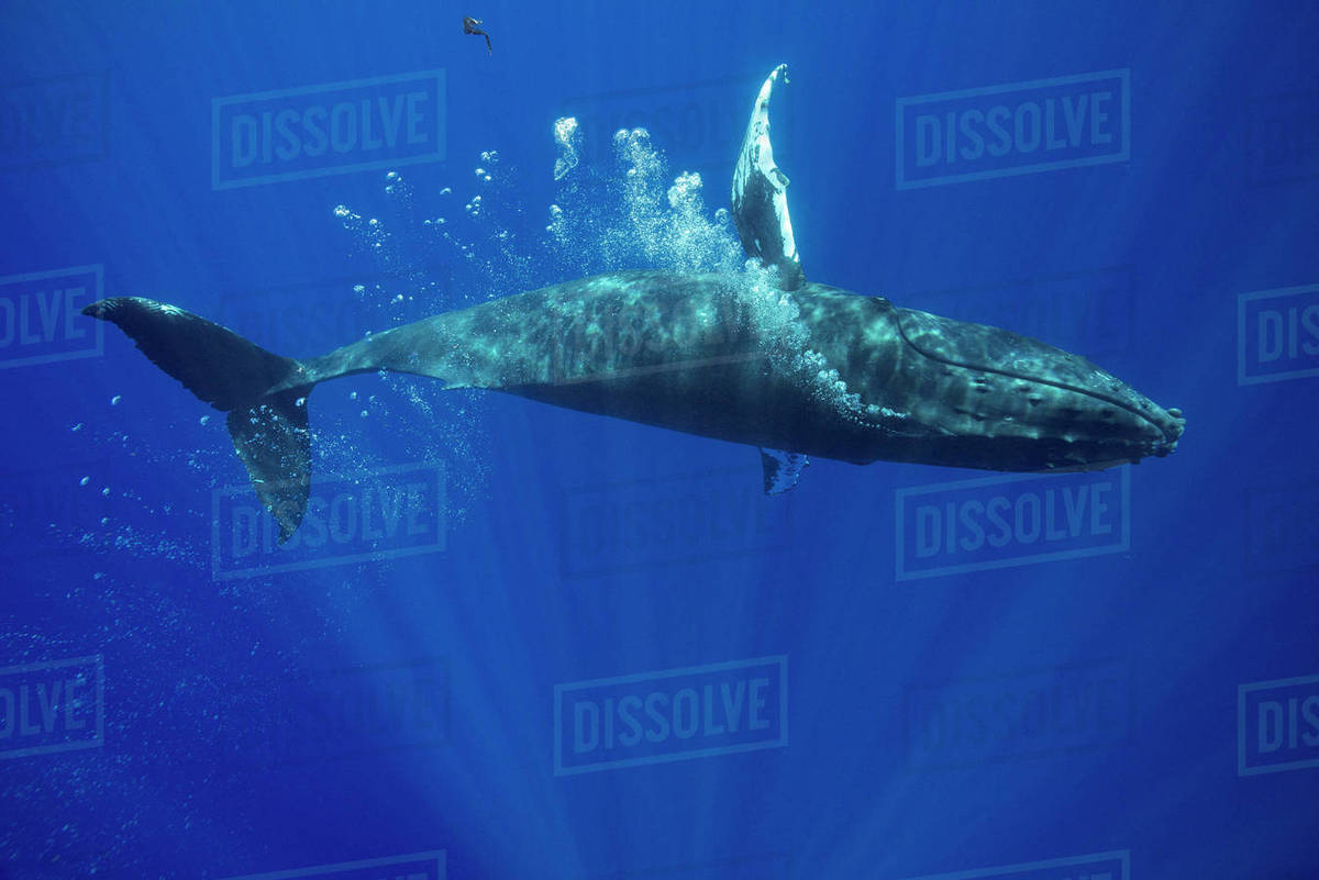 Humpback whale (Megaptera novaeangliae) lone female playing, blowing ...