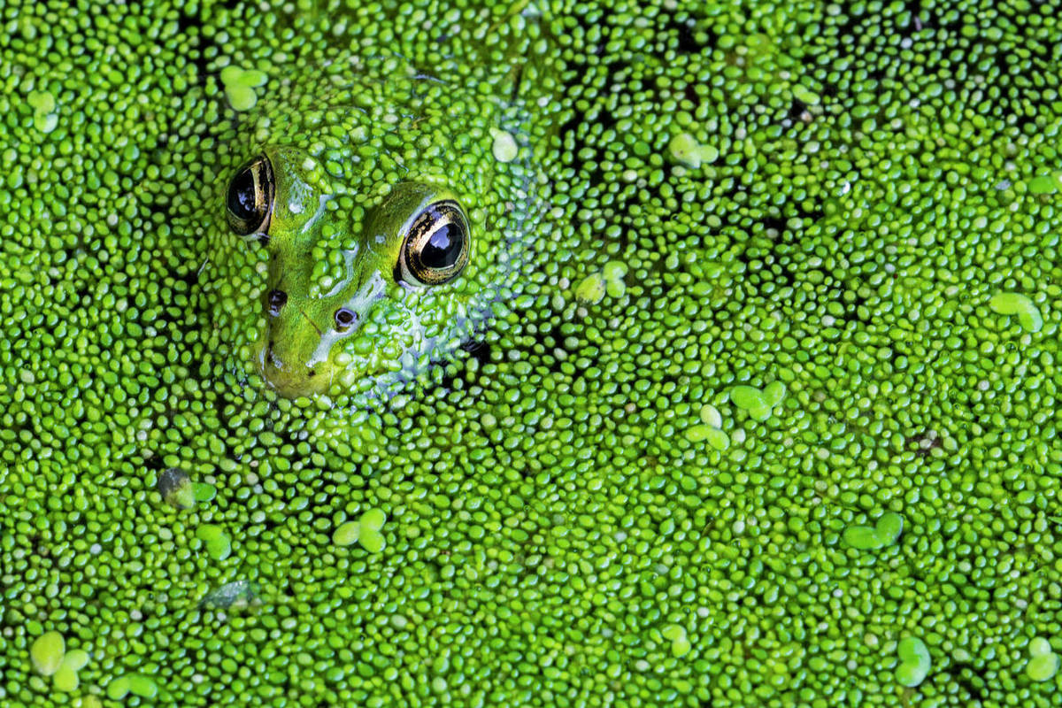 Edible frog (Pelophylax esculentus) among duckweed in pond, La Brenne ...