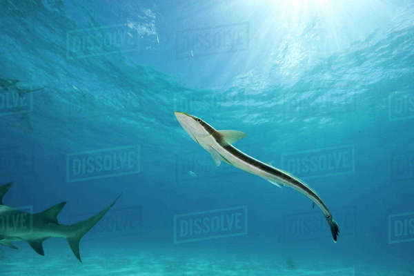 Spearfish remora (Remora brachyptera) Northern Bahamas, Caribbean Sea ...