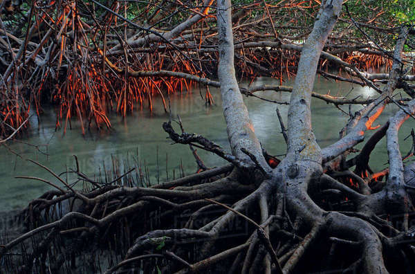 Red mangrove (Rhizophora mangle) tree, Contoy Island National Park ...