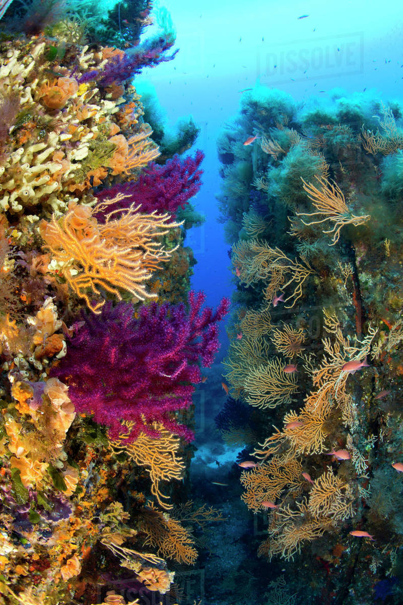 Red gorgonian coral (Lophogorgia chilensis) and Yellow gorgonian ...