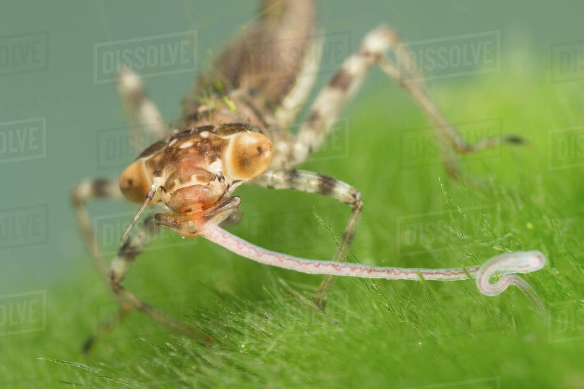 Large red damselfly nymph (Pyrrhosoma nymphula) with a sludge worm prey ...
