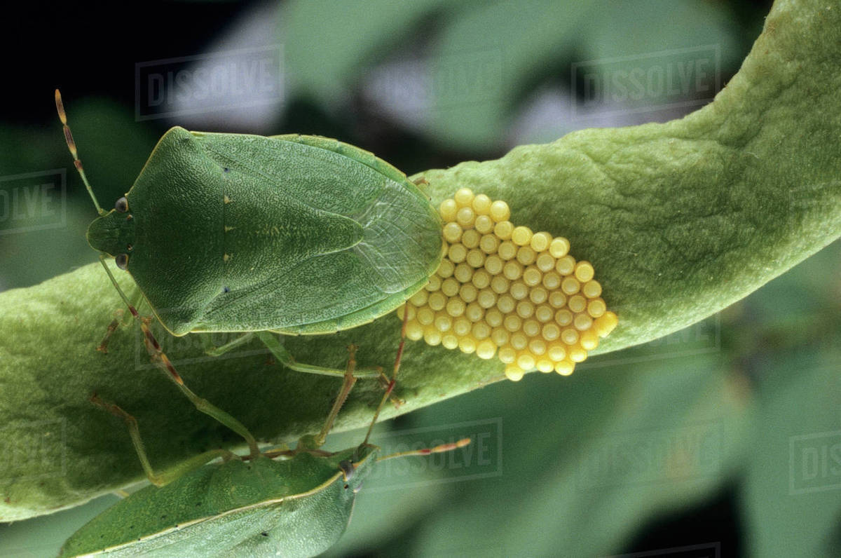 Southern green stink bug (Nezara viridula) female laying eggs ...