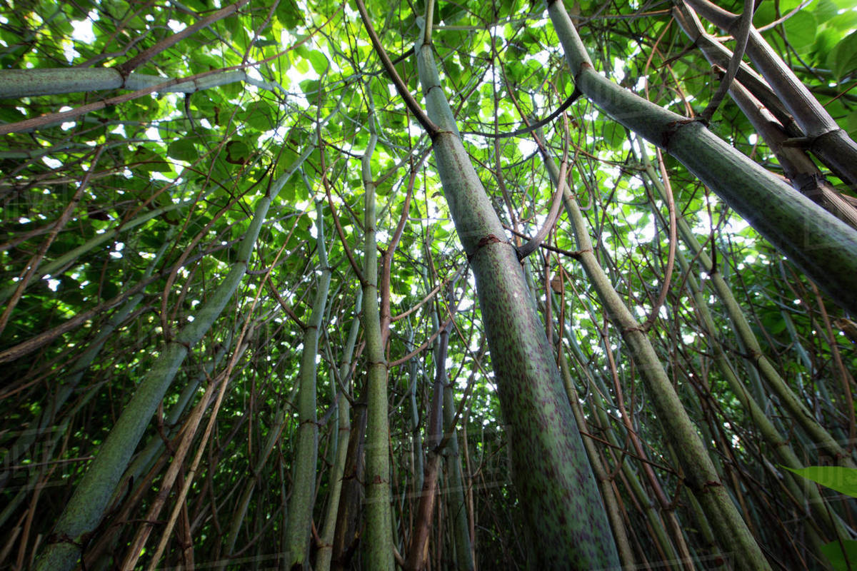 Japanese Knotweed (Fallopia japonica or Polygonum cuspidatum) looking ...