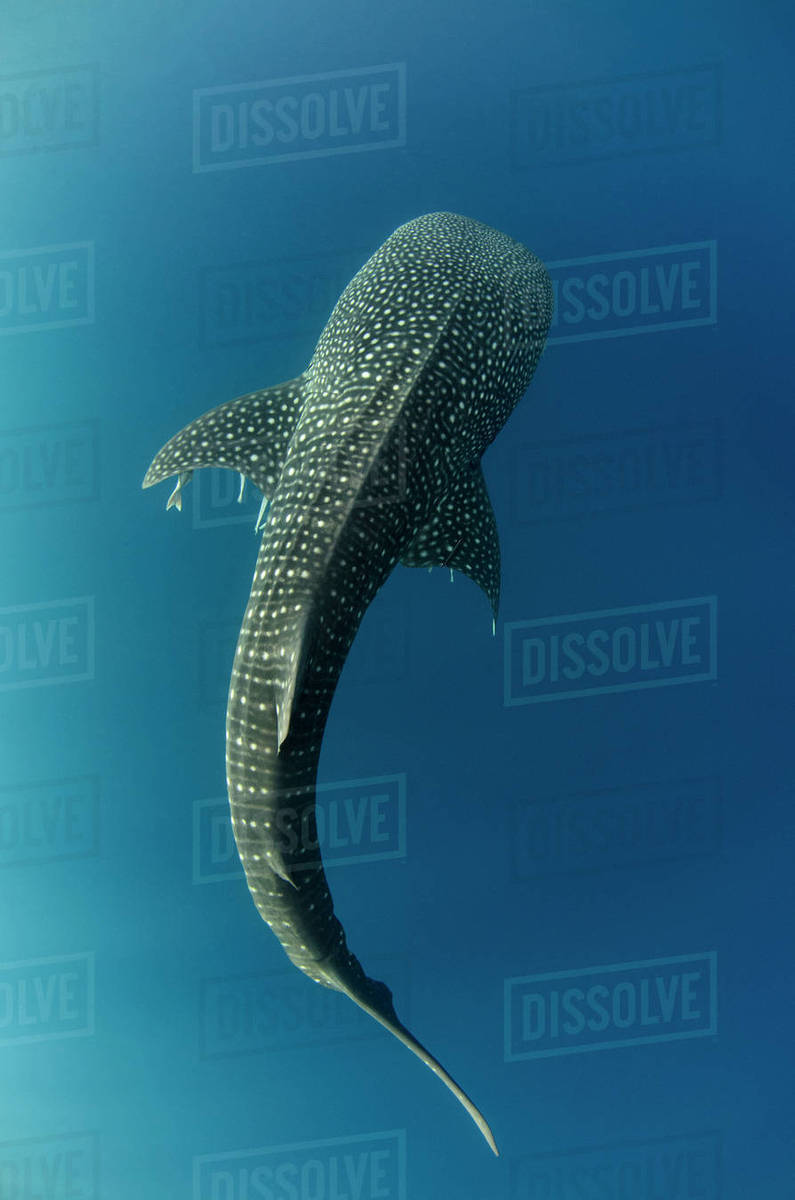 Whale shark (Rhincodon typus) viewed from above,Cenderawasih Bay, West ...