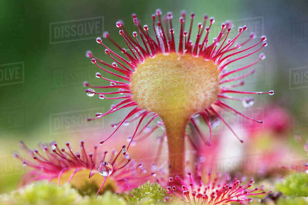 Round-leaved sundew (Drosera rotundifolia) showing sticky droplets on ...