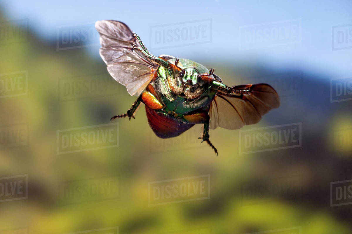 Green june beetle (Cotinis nitida) in flight Williamson County, Texas ...