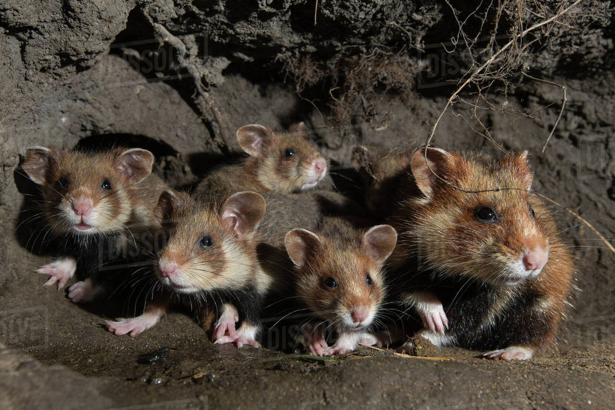 European hamster (Cricetus cricetus) female and juveniles in burrow ...