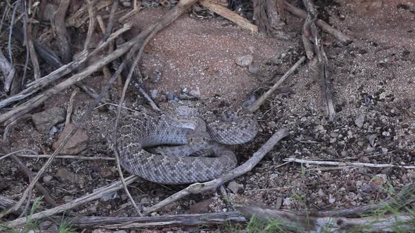 Western diamondback rattlesnake (Crotalus atrox) using rattle as ...