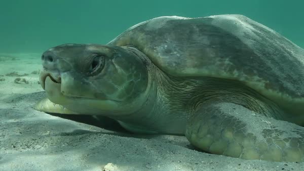 Flatback turtle (Natator depressus) swimming in coastal waters, Western ...