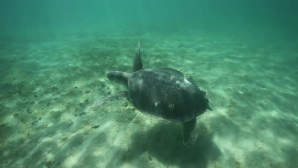 Flatback turtle (Natator depressus) swimming in coastal waters, Western ...