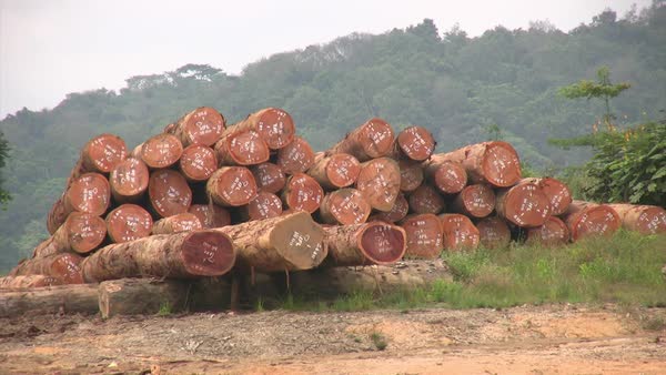 Logged rainforest trees in a forestry concession, awaiting export to ...