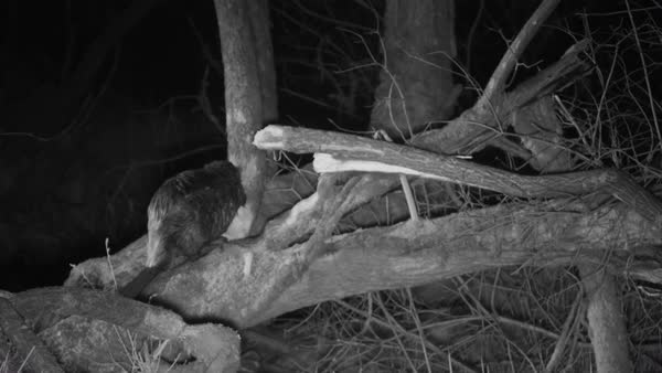 Adult Eurasian beaver (Castor fiber) at night, chewing bark from a ...