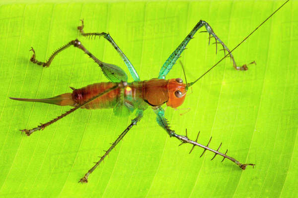 RF - Spiny predatory katydid (Listroscelis sp.). Osa Peninsula, Costa ...
