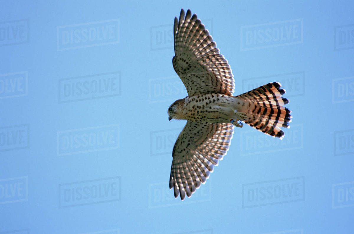 Mauritius kestrel (Falco punctatus) in flight. Mauritius. Endangered ...