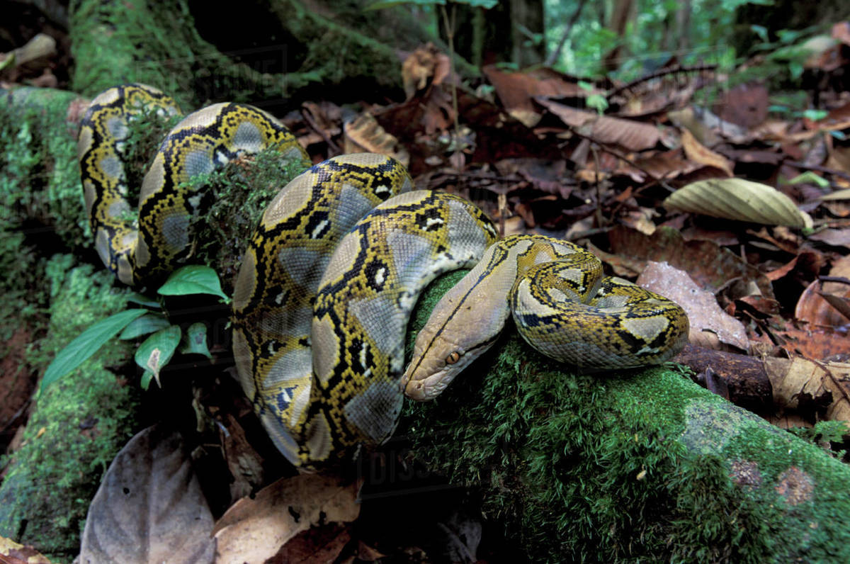 Reticulated python on branch (Python reticulatus). Danum valley. Sabah ...
