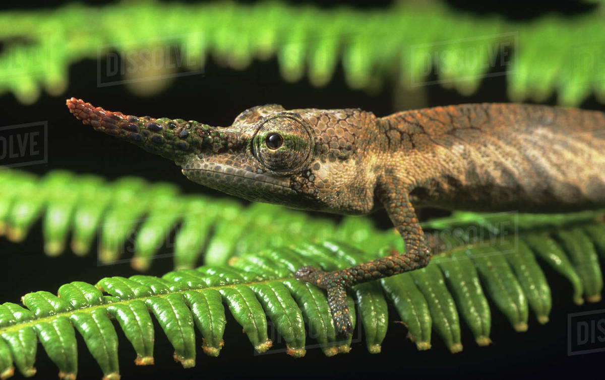 Male Lance nosed chameleon (Calumma gallus), Madagascar. - Stock Photo ...