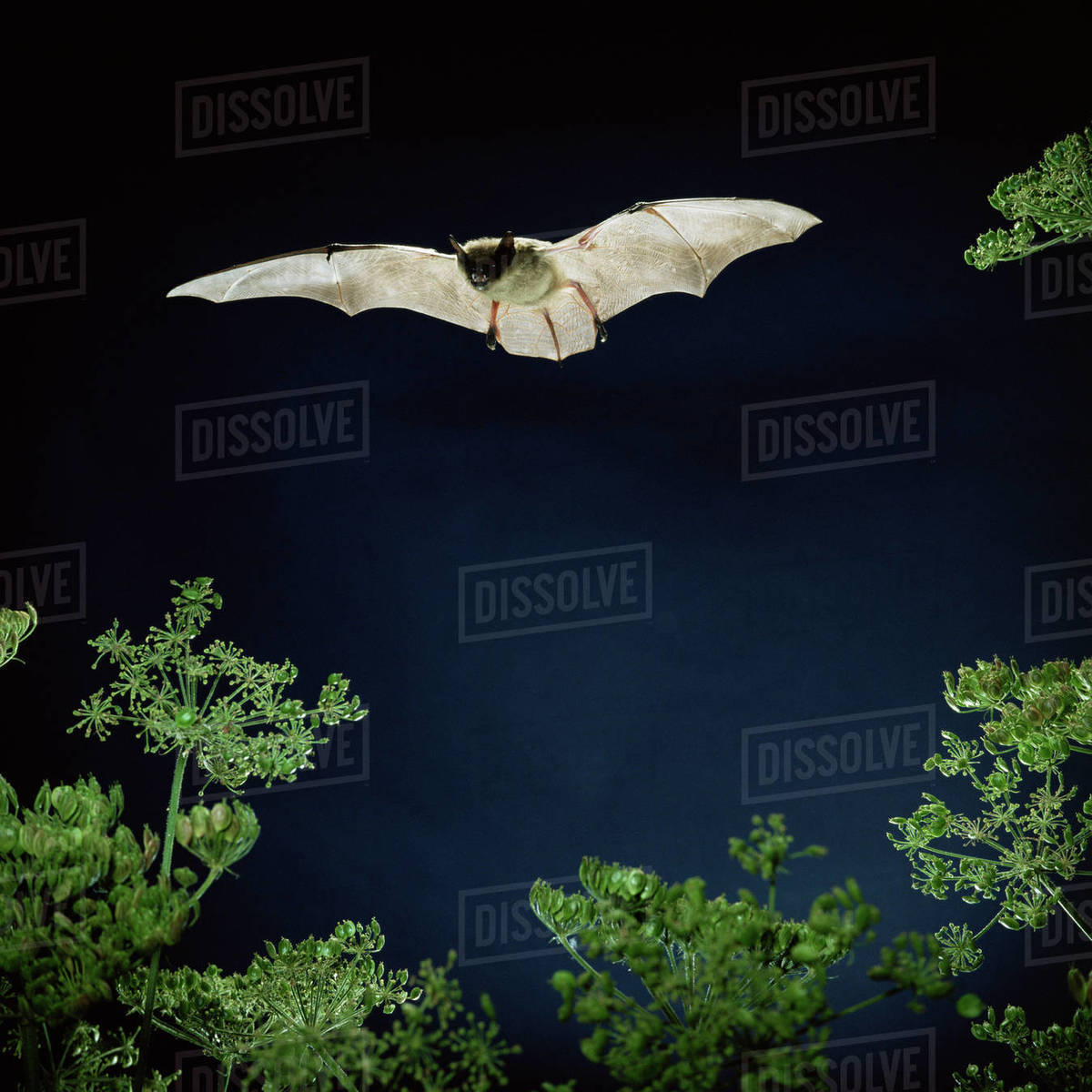 Serotine bat (Vespertilio serotinus) in flight above Hogweed. Captive ...