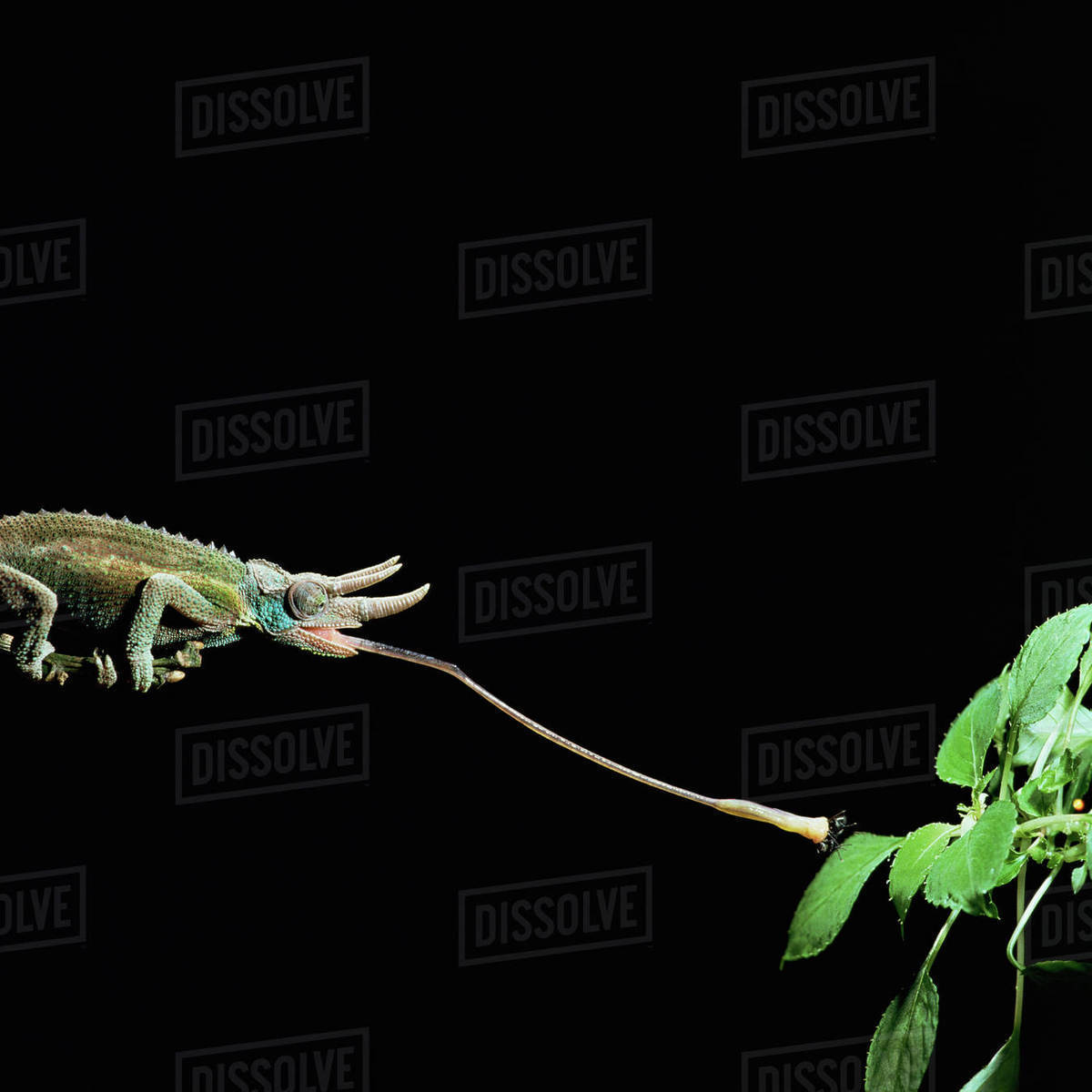 Jacksons 3-horned chameleon (Chamaeleo jacksonii) catching fly. Captive ...