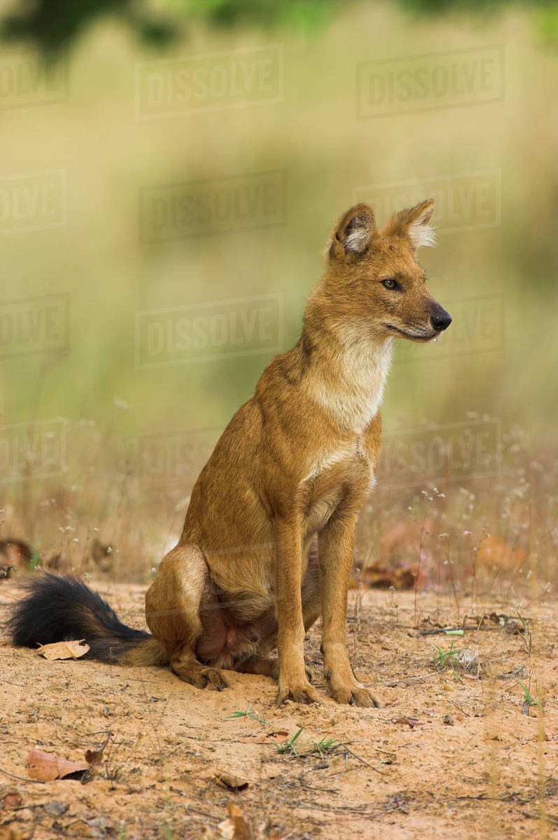 Indian Wild Dog / Dhole (Cuon alpinus) sitting. Bandhavgarh National ...