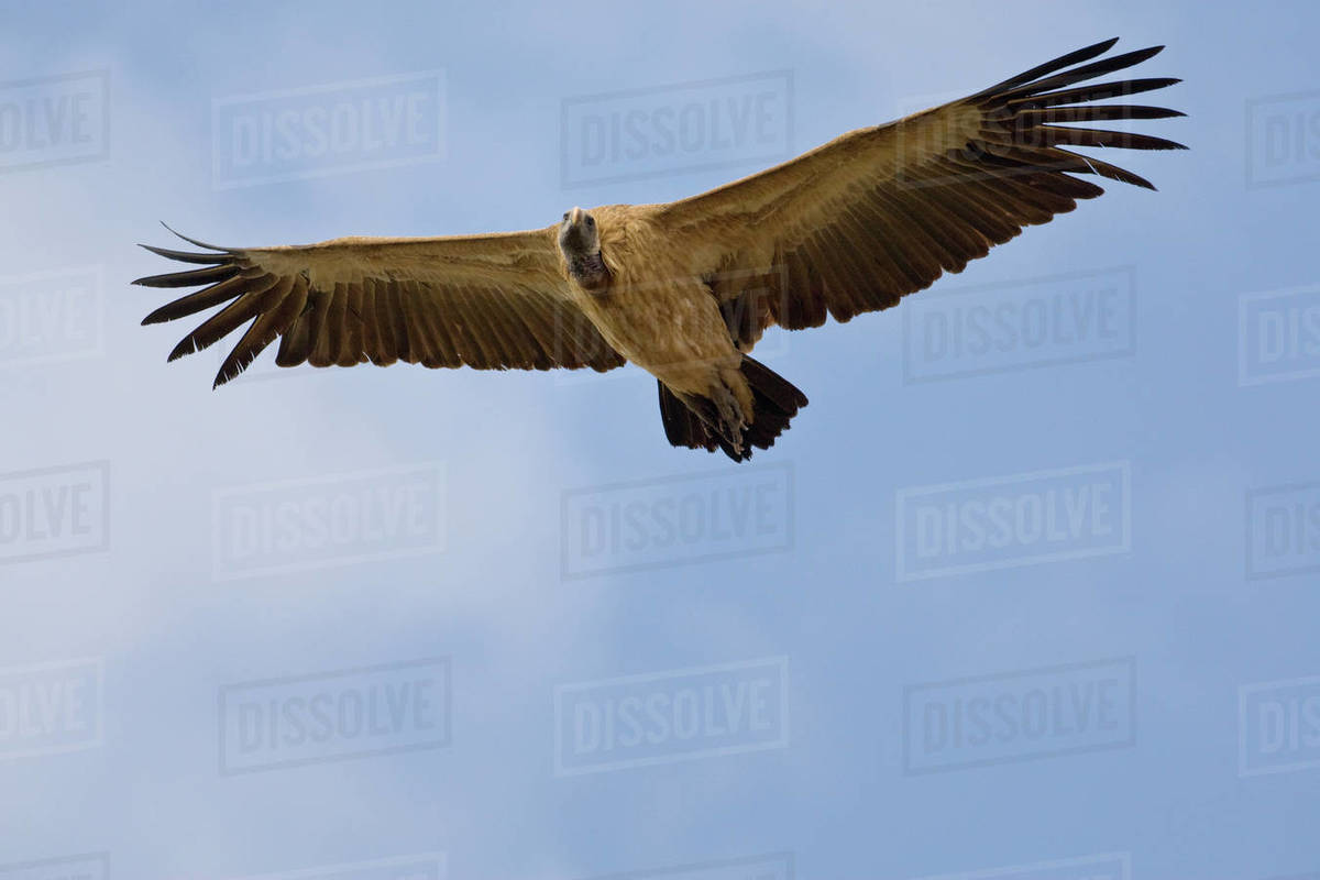 Long-Billed Vulture (Gyps indicus) juvenile flying. Bandhavgarh ...
