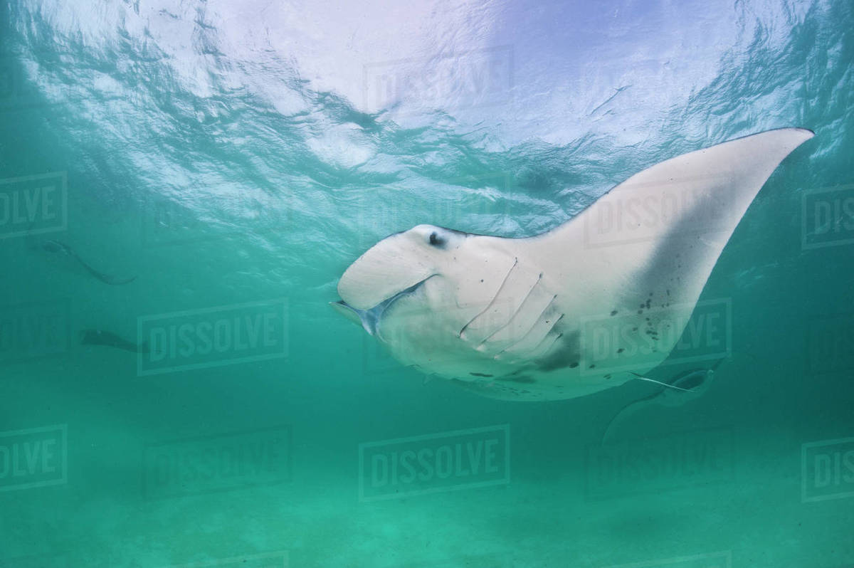 Manta ray (Manta birostris) feeding on plankton in a shallow lagoon ...