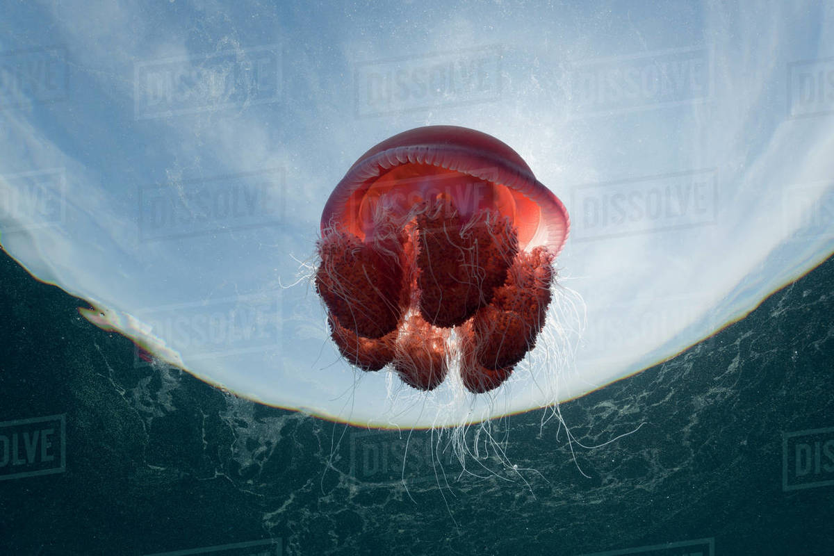 Low angle shot of Red jellyfish floating in water, food of the ...
