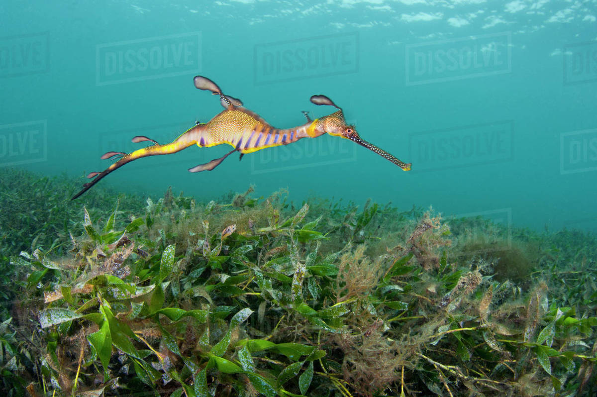 Juvenile Weedy Seadragon (Phyllopteryx taeniolatus) in seagrass habitat ...